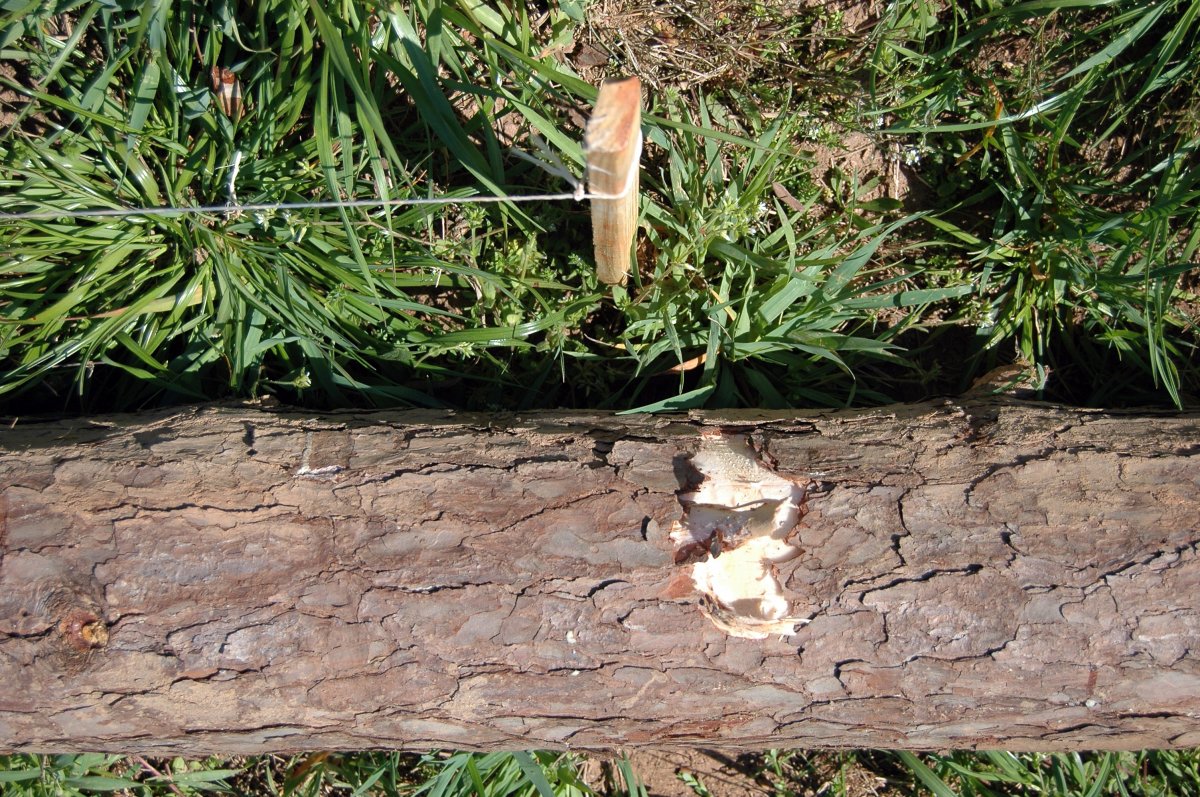 Sylvans Timbersports - Pole Felling