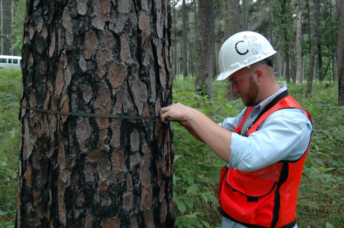 Sylvans Timbersports - Timber Estimation